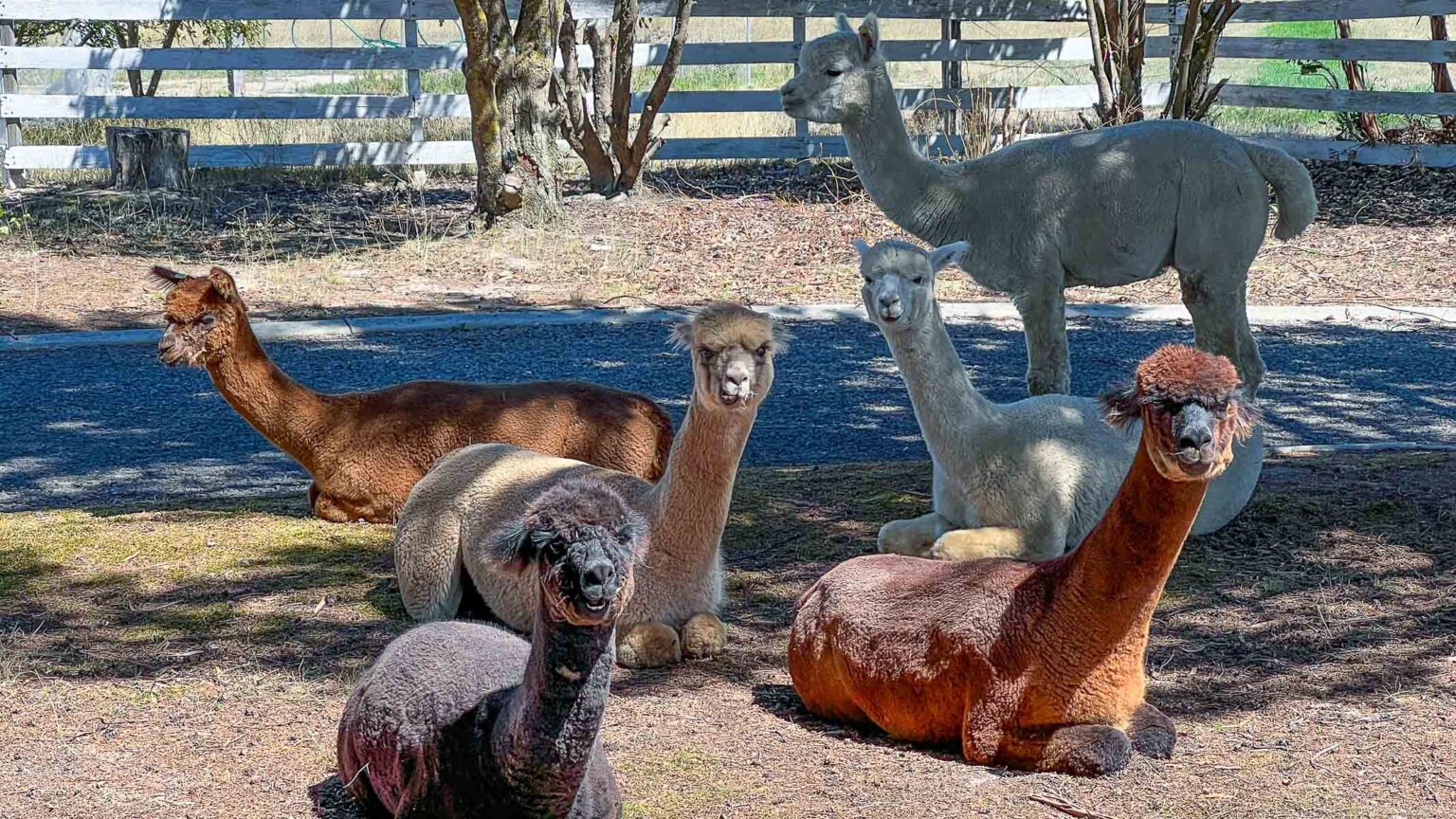 Alpaca vs Llama: 20+ Differences That Are Easy to Mix Up (Until You ...